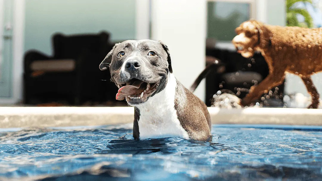 DIY Enrichment Activities to Keep Your Dog Mentally and Physically Sti ...