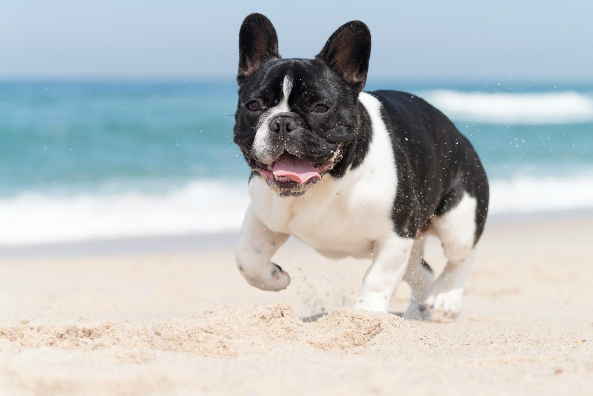 The Ultimate Dog Beach Day Essentials Checklist – Barke. Collection